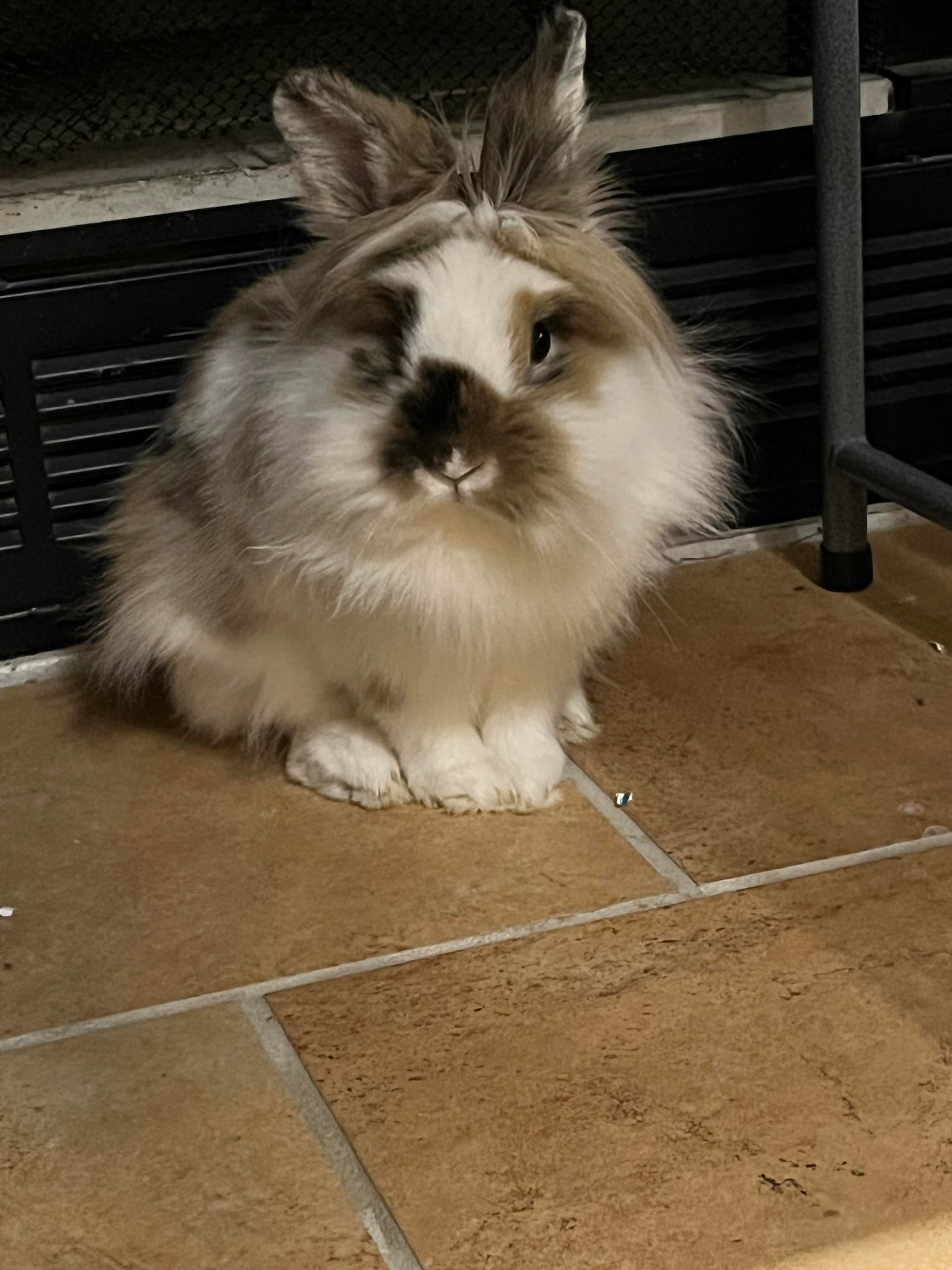 Flufflepuff | Luxury Rabbit Rescue